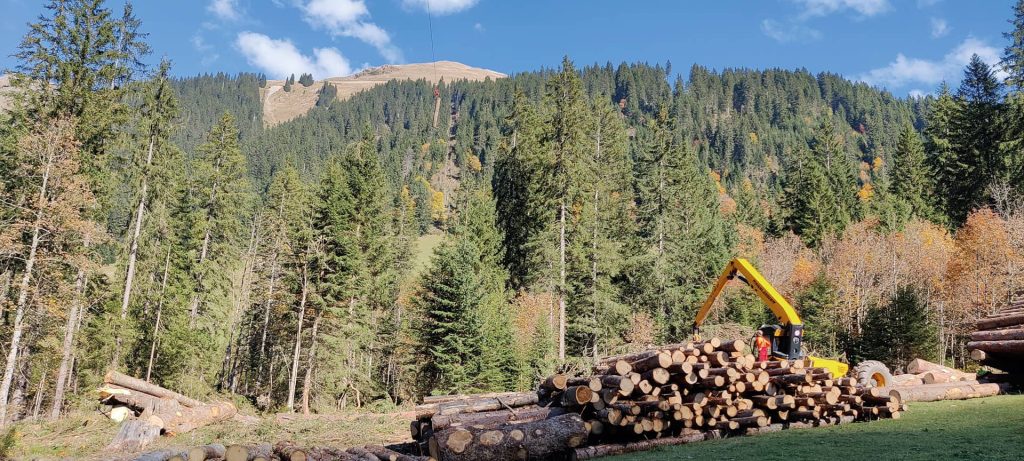 The Project - SingleTree